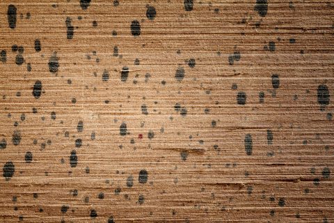 Mold Remediation & Moisture Control Service in Toledo, Ohio